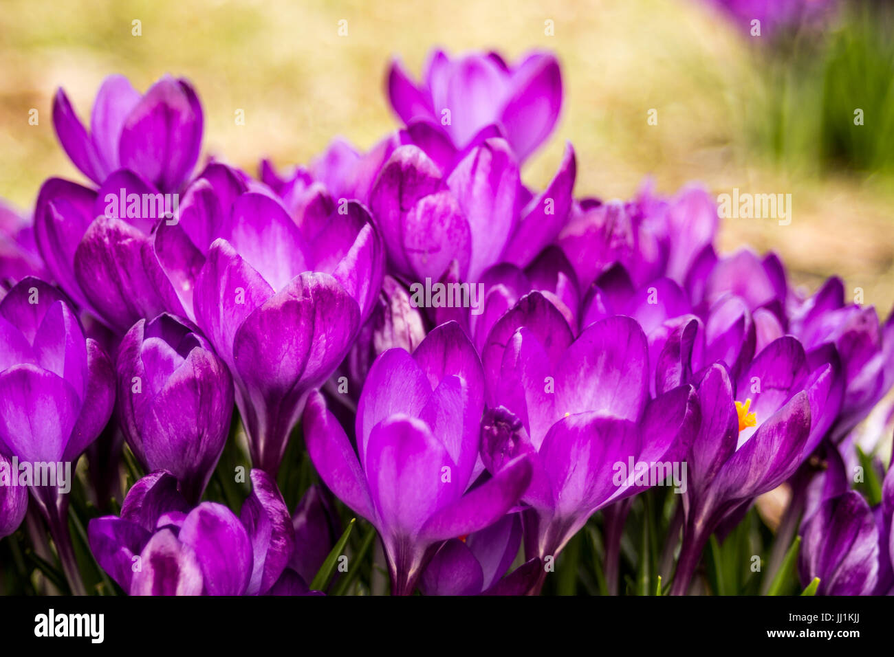 Crocus, plural crocuses or croci is a genus of flowering plants in the ...