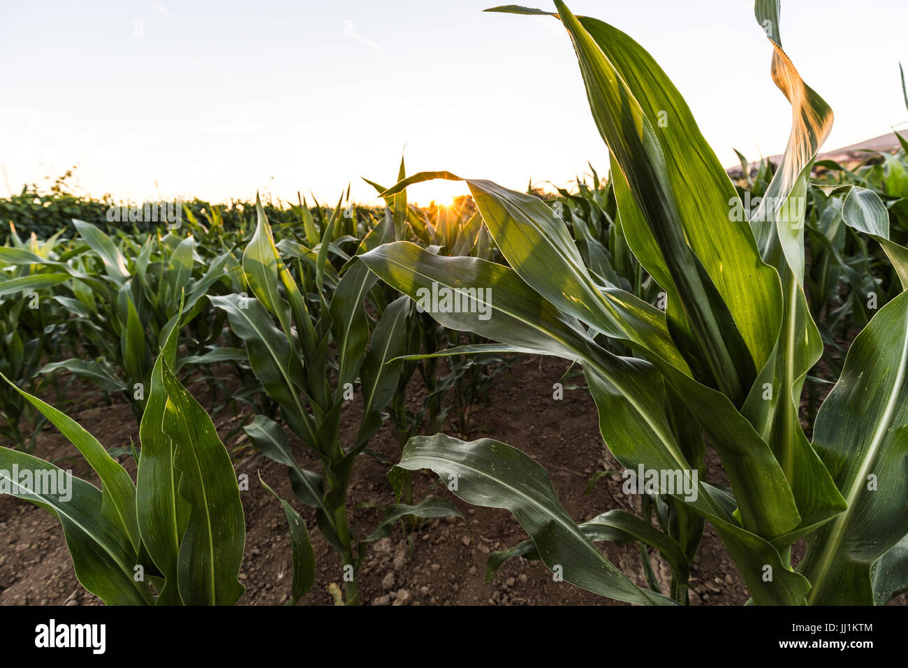 Corn field sunset close hi-res stock photography and images - Alamy