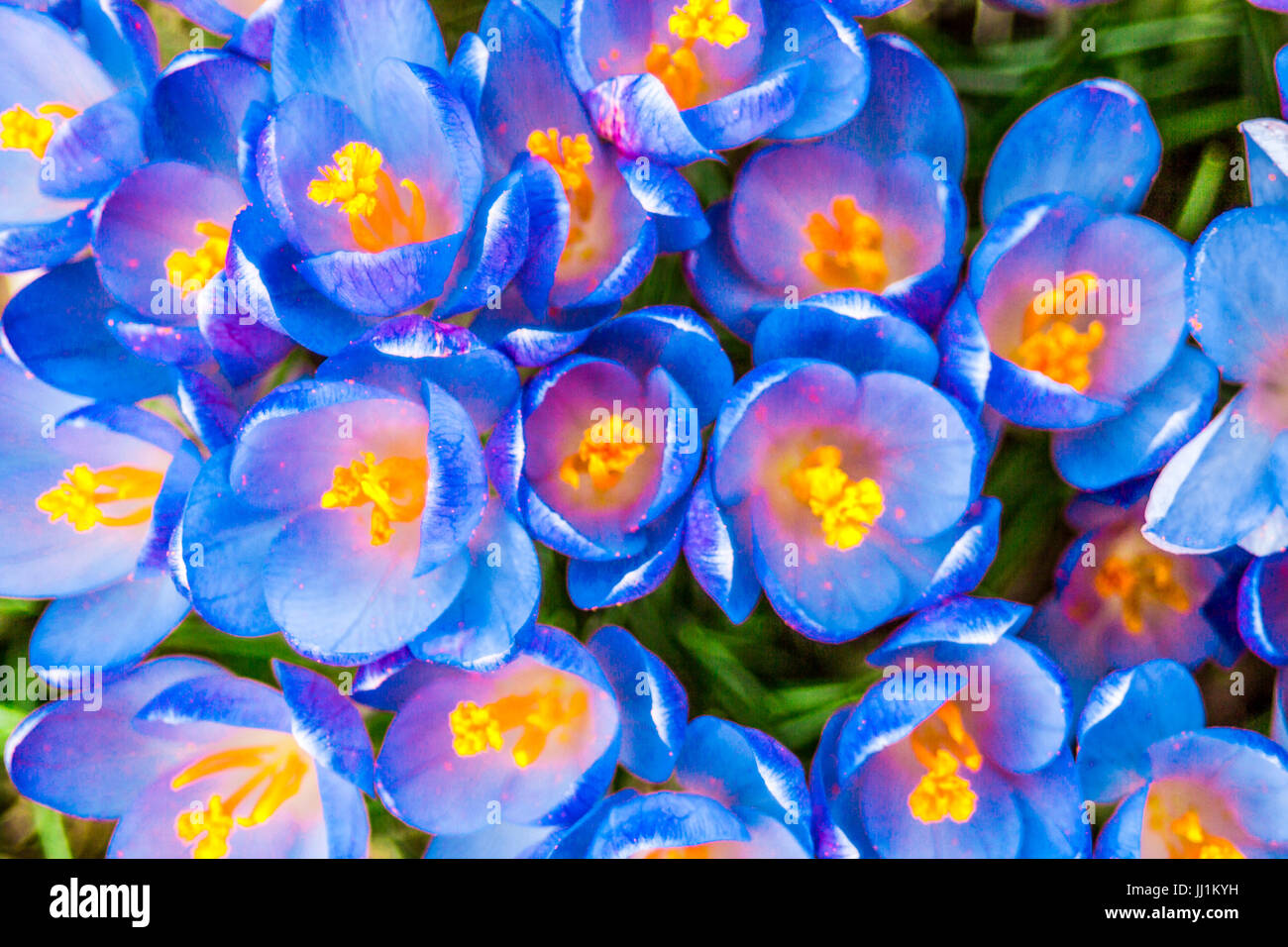 Crocus, plural crocuses or croci is a genus of flowering plants in the ...