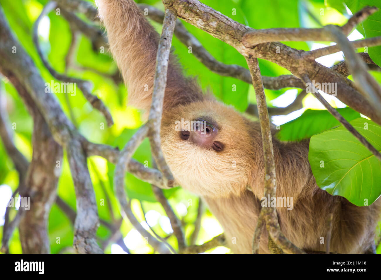 Lovely sloth in Costa Rica Stock Photo - Alamy