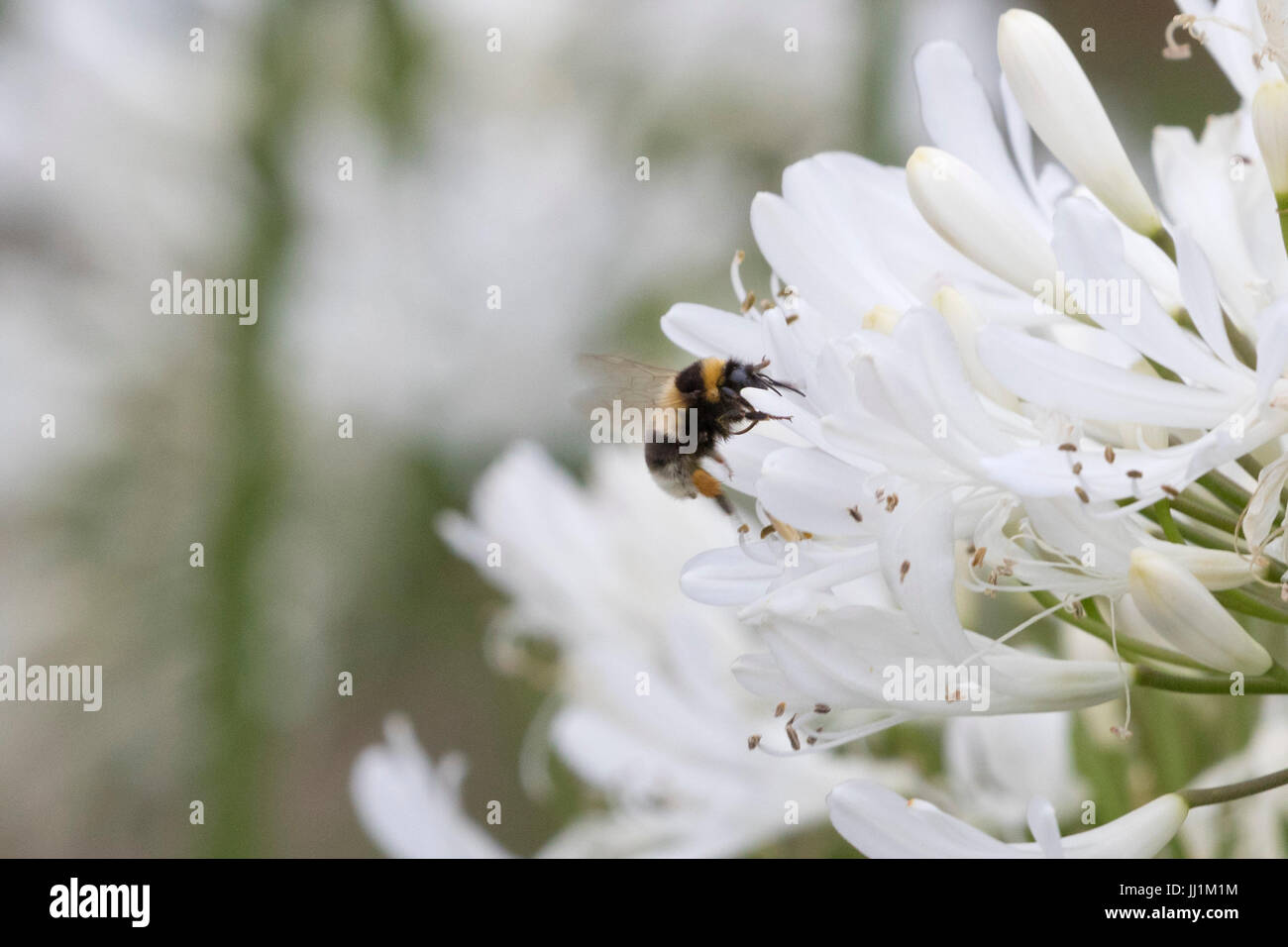 Curious big bumblebee (Bombus) in Agapanthus white flowers Stock Photo ...