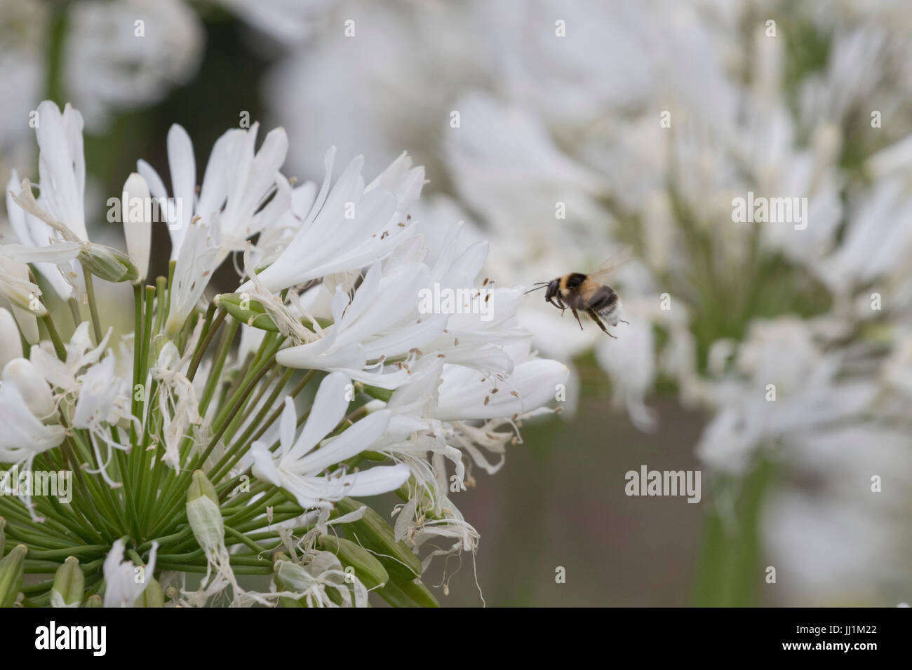 Bumblebee (Bombus) flying closer to white flowers (Agapanthus Stock ...
