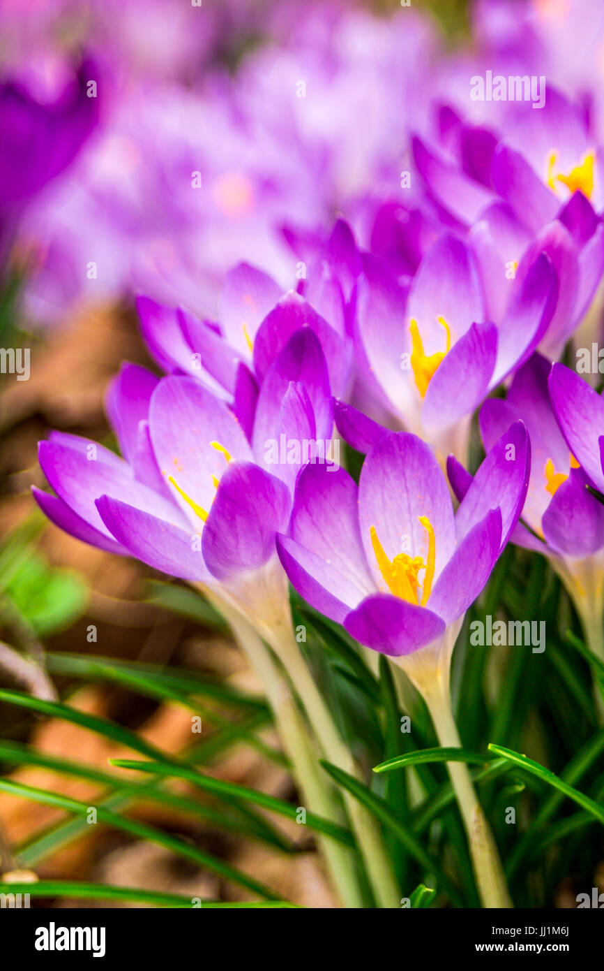 Crocus, plural crocuses or croci is a genus of flowering plants in the ...