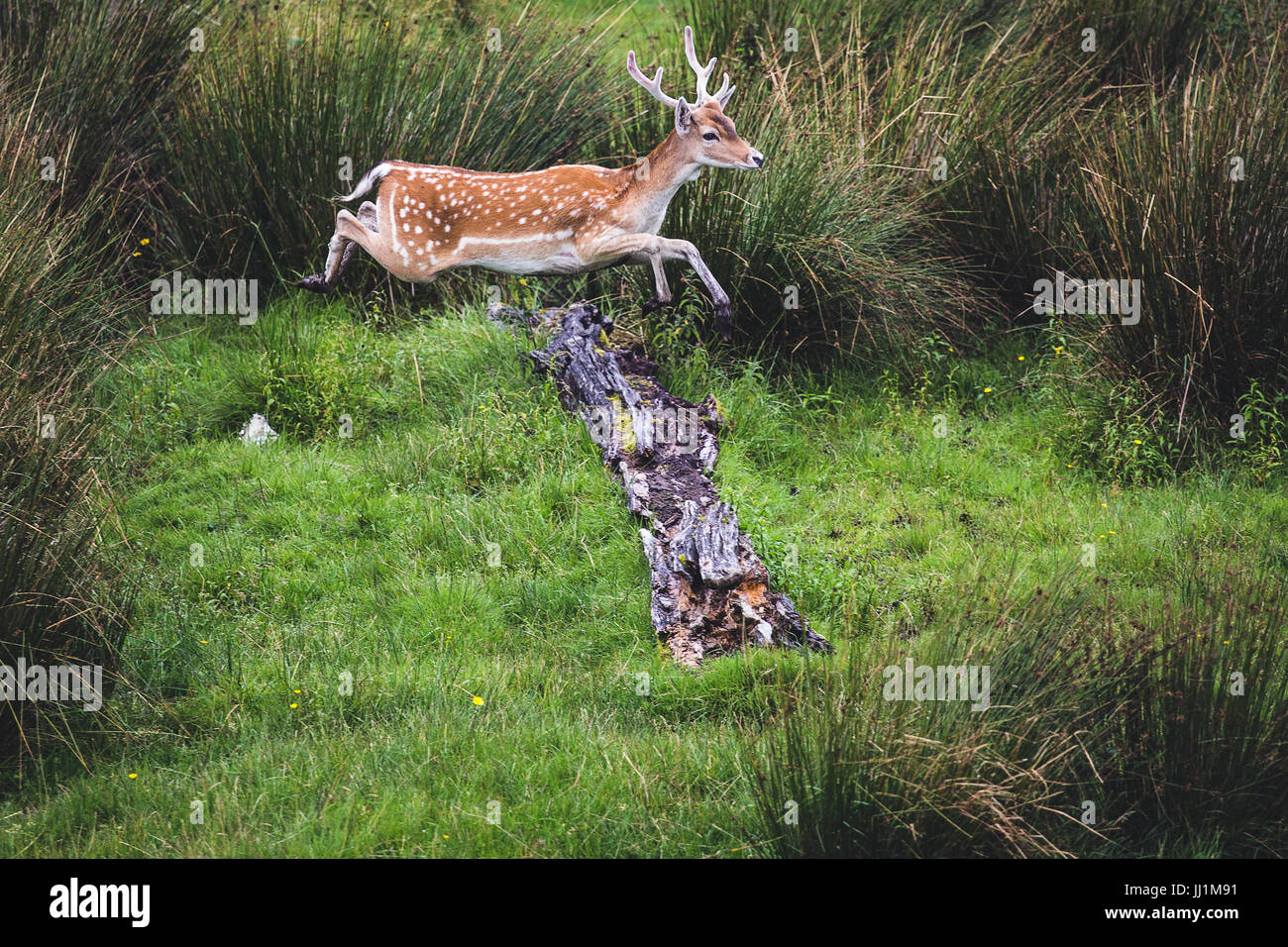 Buck deer jumping fence hi-res stock photography and images - Alamy