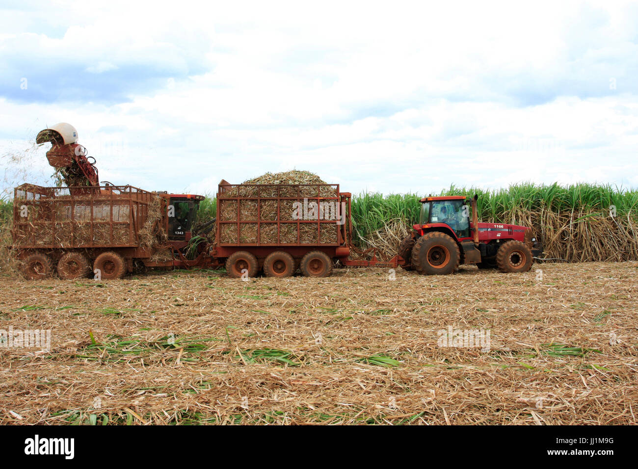 Sugar cane plantation brazil hi-res stock photography and images - Alamy
