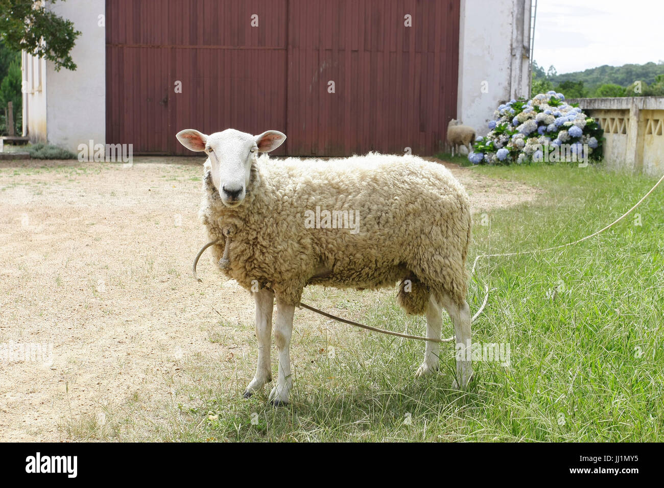 Animal, sheep, São Paulo, Brazil Stock Photo - Alamy