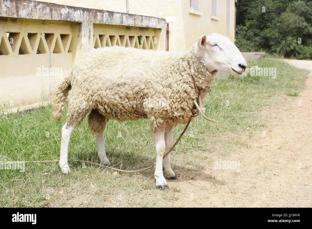 Animal, sheep, São Paulo, Brazil Stock Photo - Alamy