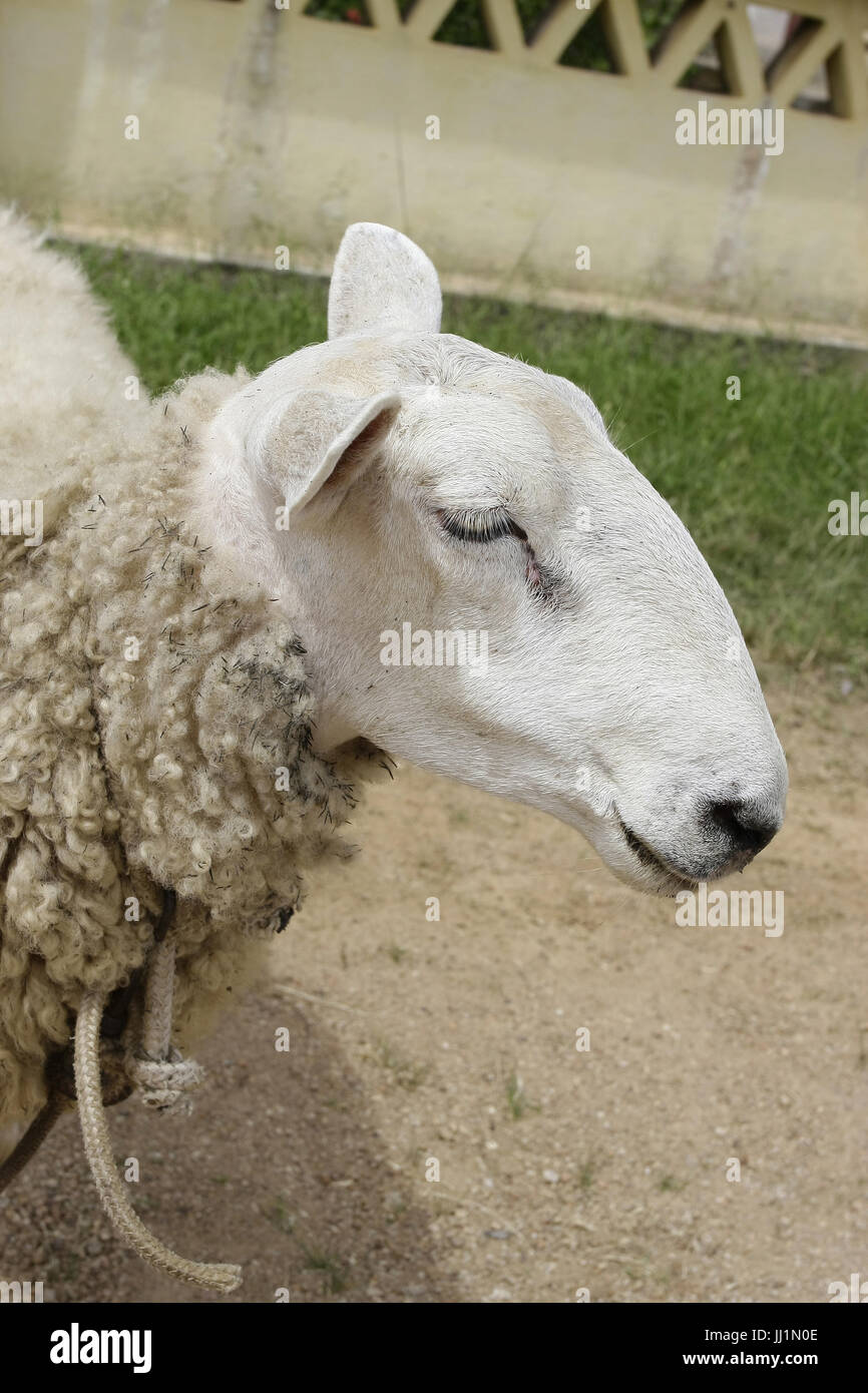Animal, sheep, São Paulo, Brazil Stock Photo - Alamy