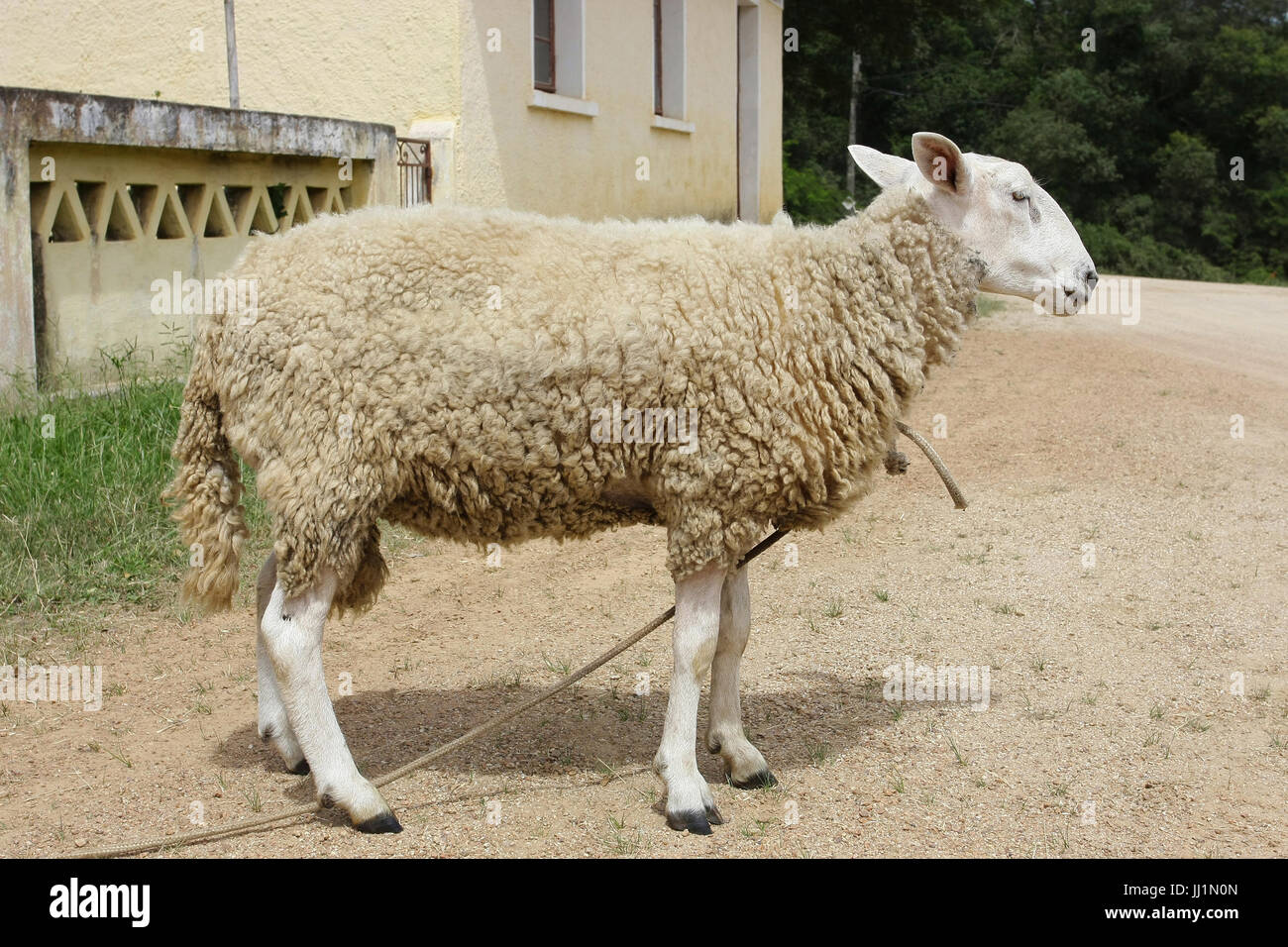 Animal, sheep, São Paulo, Brazil Stock Photo - Alamy