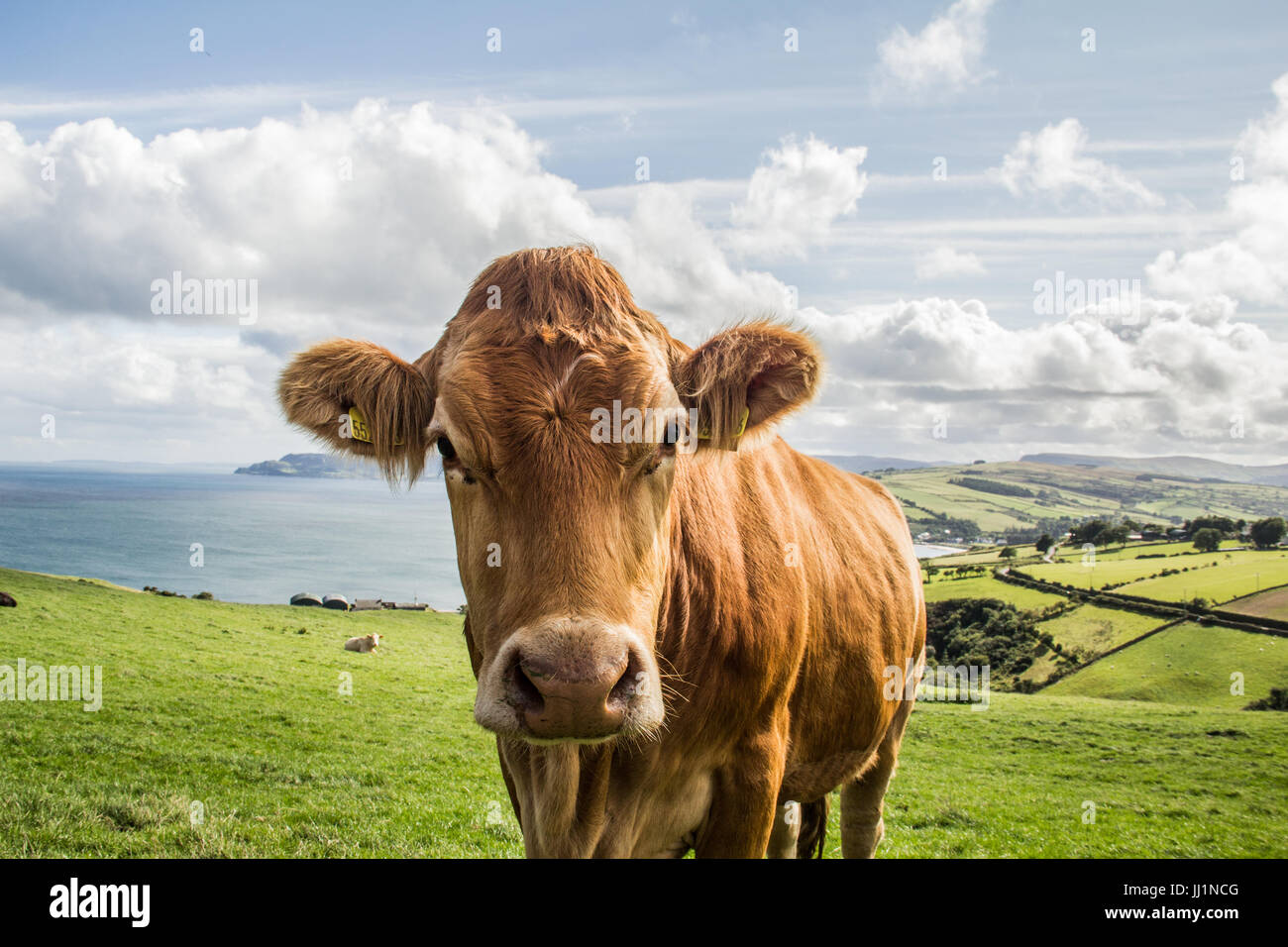 Adorable cow hi-res stock photography and images - Alamy