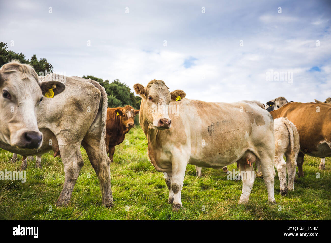 Irish cow hi-res stock photography and images - Alamy