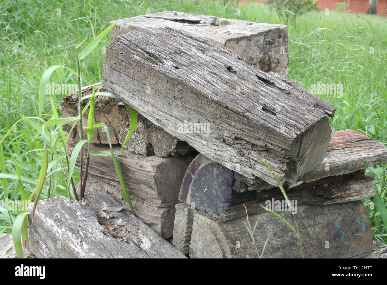 cut tree in the gram, São Paulo, Brazil Stock Photo - Alamy