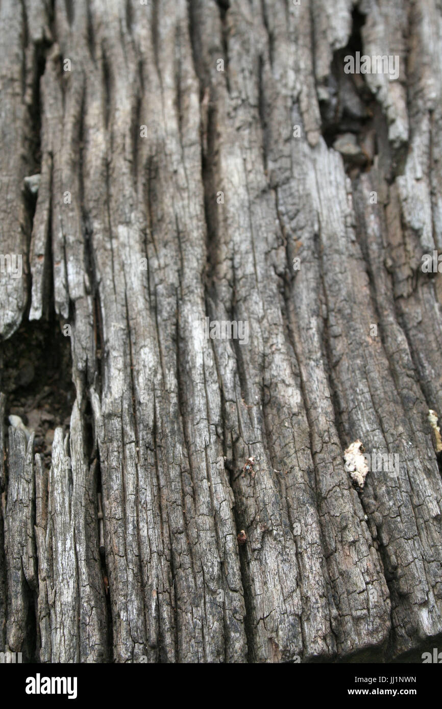 wooden texture, São Paulo, Brazil Stock Photo - Alamy