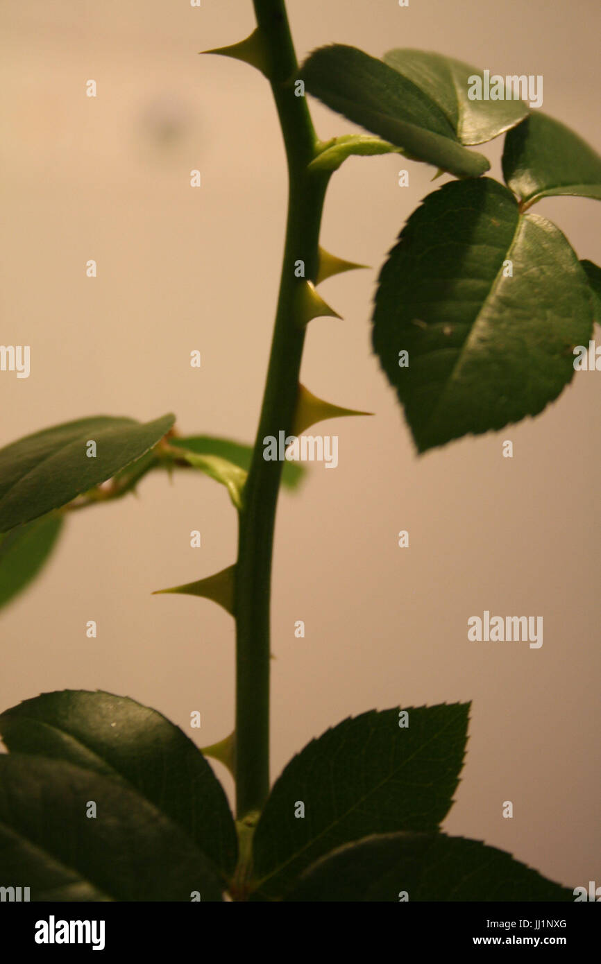 branch of the rosebush, São Paulo, Brazil Stock Photo - Alamy