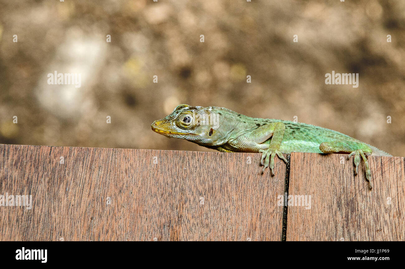 Green lizard hi-res stock photography and images - Alamy