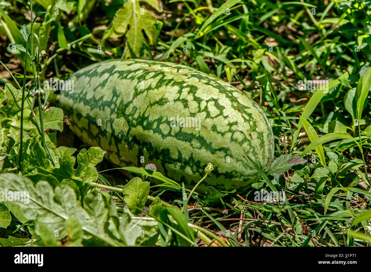 Elongated watermelon on the vine on the ground still growing Stock ...