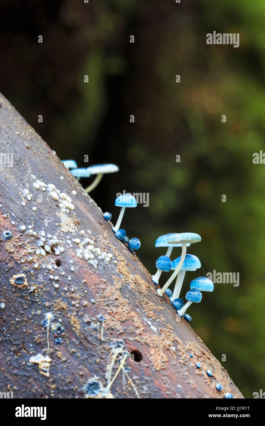 Blue mycena hi-res stock photography and images - Alamy