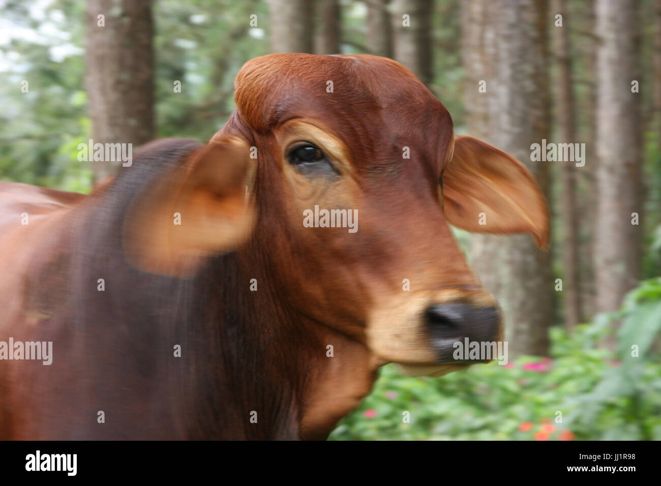 Ox, Cattle, São Paulo, Brazil Stock Photo - Alamy