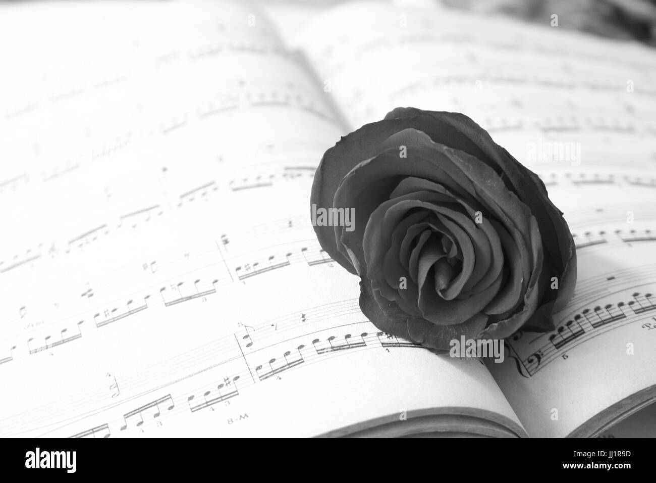 Score, Flower, São Paulo, Brazil Stock Photo - Alamy
