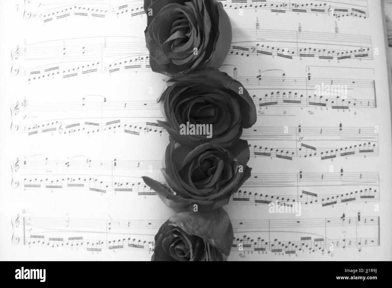 Score, Flower, São Paulo, Brazil Stock Photo - Alamy