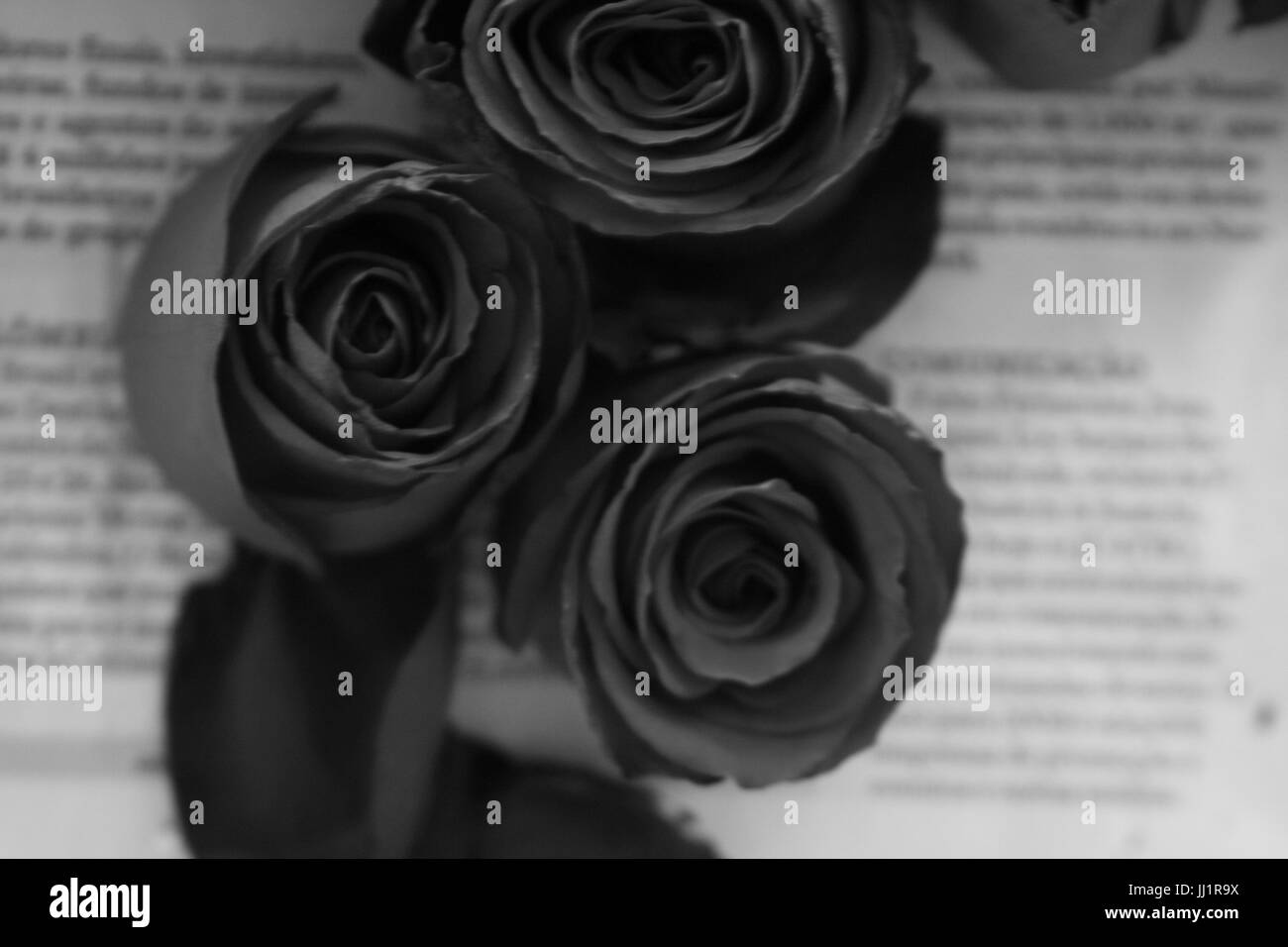 White flower open petals Black and White Stock Photos & Images - Alamy