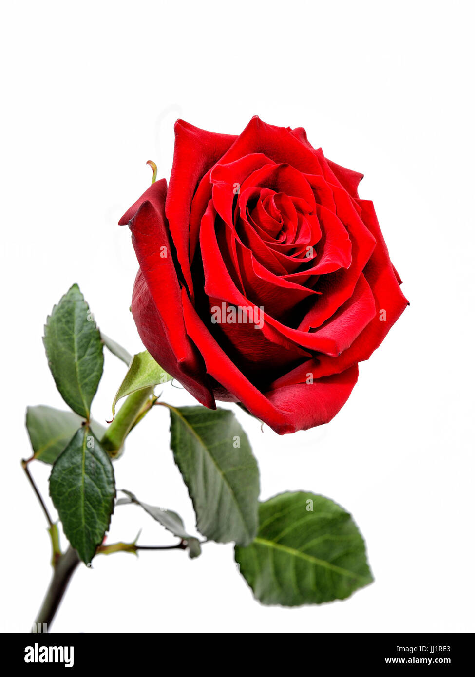 Image of a red rose photographed isolated on white background Stock ...