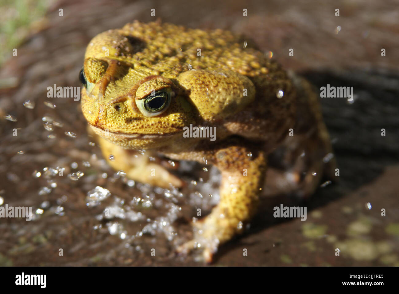Toad, Amphibious, São Paulo, Brazil Stock Photo - Alamy