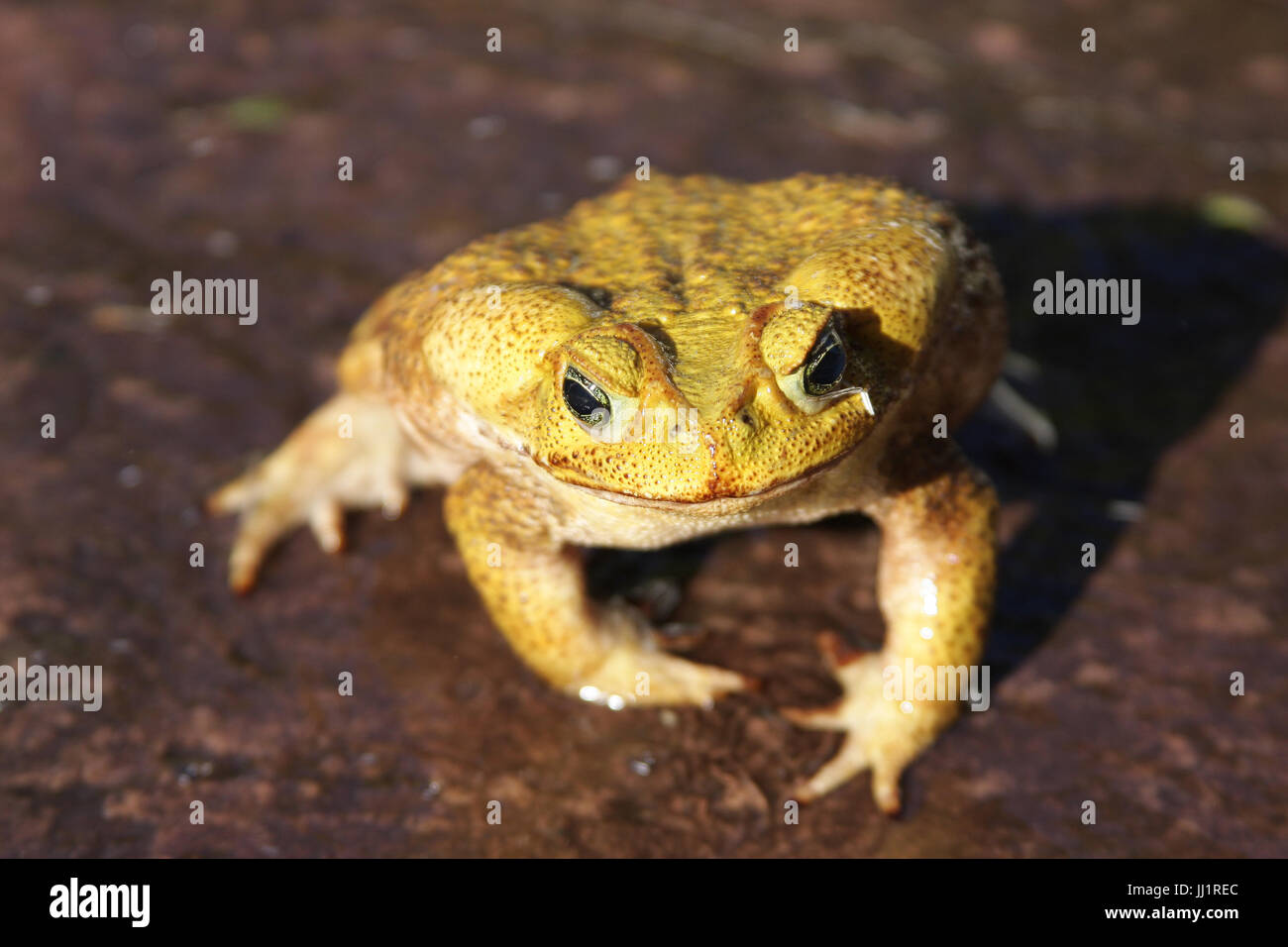 Toad, Amphibious, São Paulo, Brazil Stock Photo - Alamy