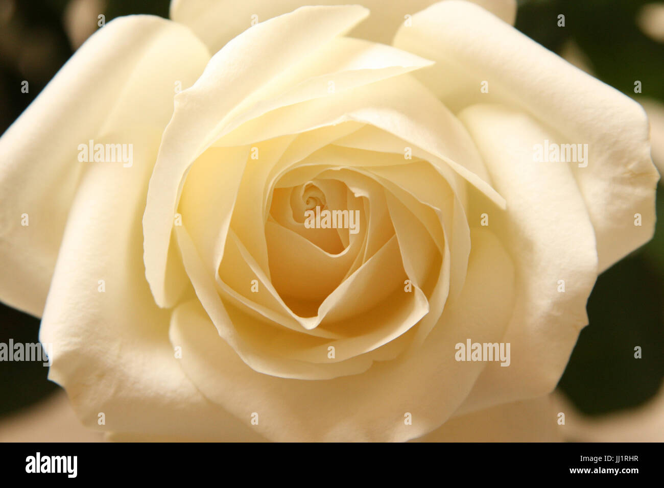 White rose, Flower, São Paulo, Brazil Stock Photo - Alamy