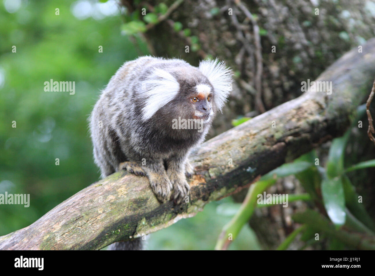 Monkey, Animal, São Conrado, Rio de Janeiro, Brazil Stock Photo - Alamy