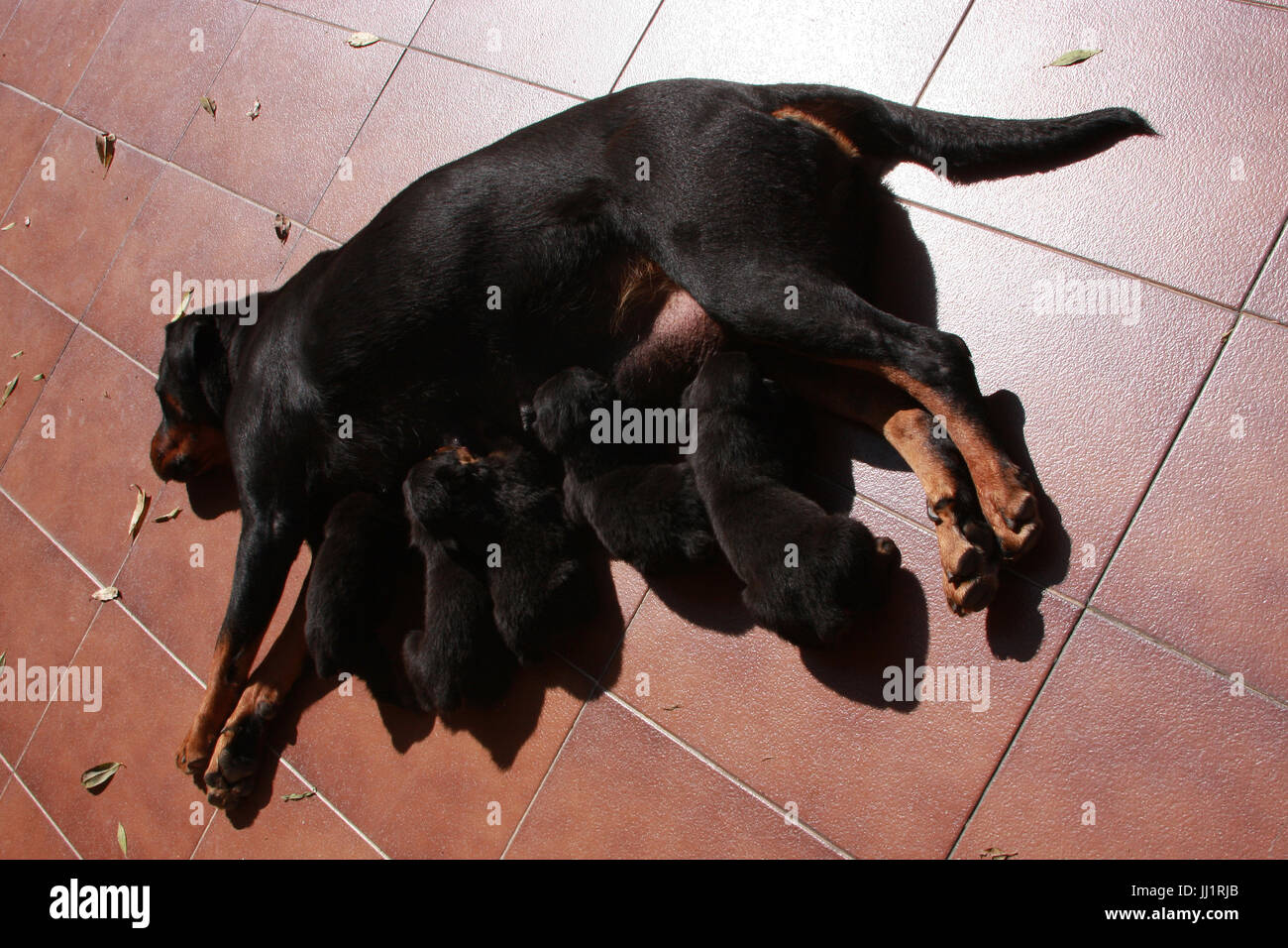 Chao dog hi-res stock photography and images - Alamy