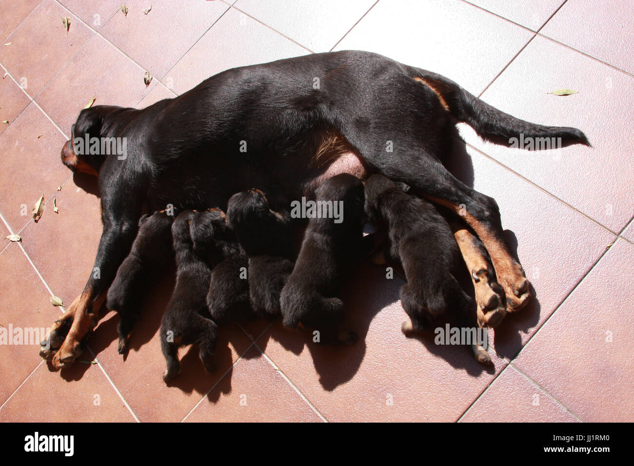 Female dog, Pet, São Paulo, Brazil Stock Photo - Alamy