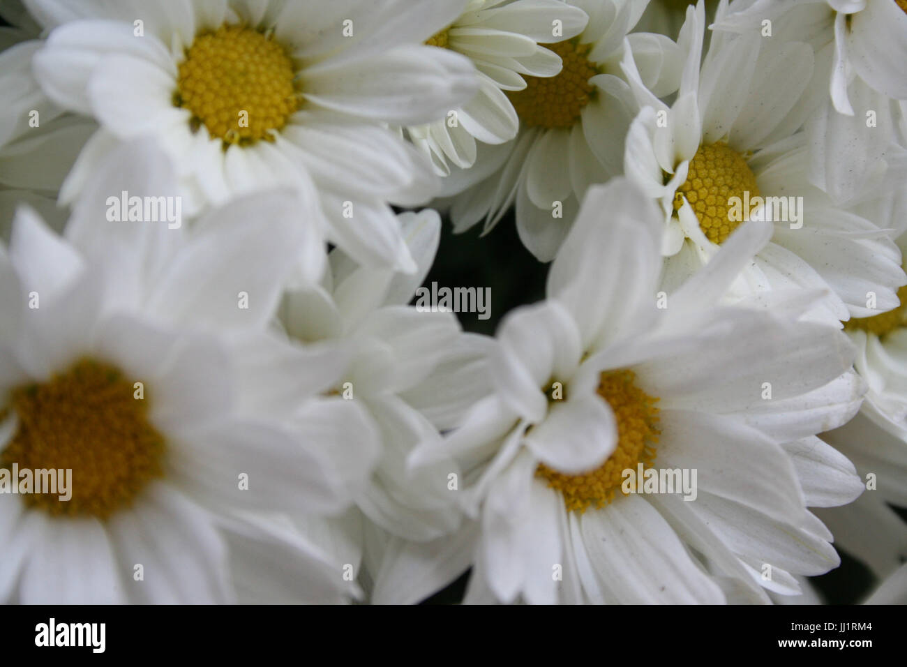 Margaridas hi-res stock photography and images - Alamy