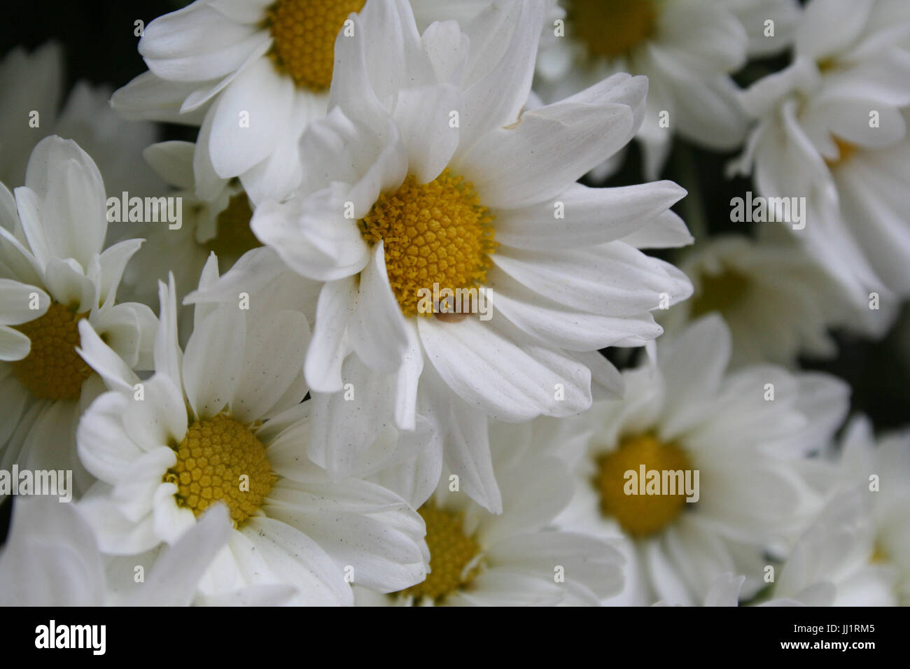 Margarida, Flower, São Paulo, Brazil Stock Photo - Alamy