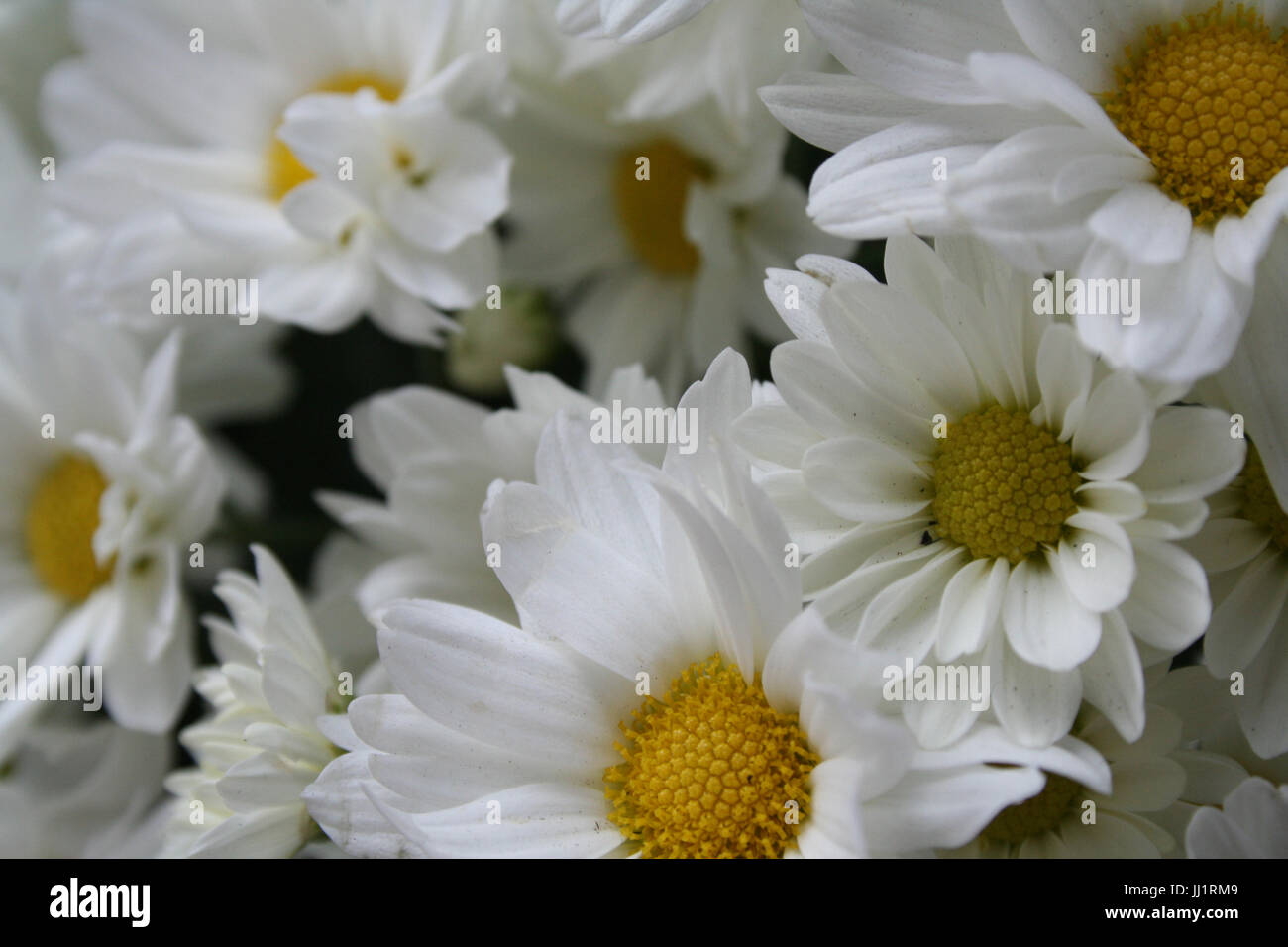 Margarida, Flower, São Paulo, Brazil Stock Photo - Alamy