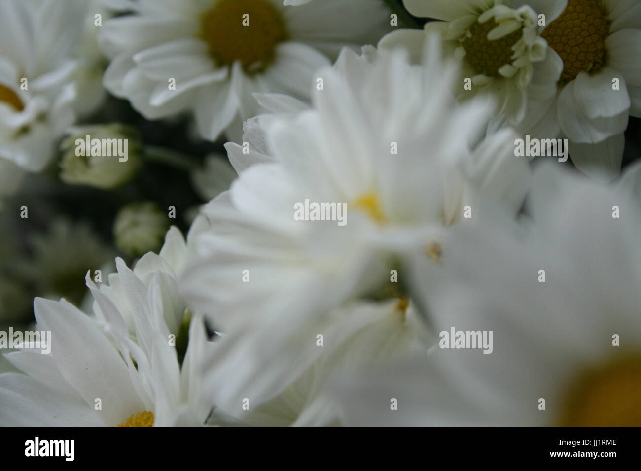 Margarida, Flower, São Paulo, Brazil Stock Photo - Alamy