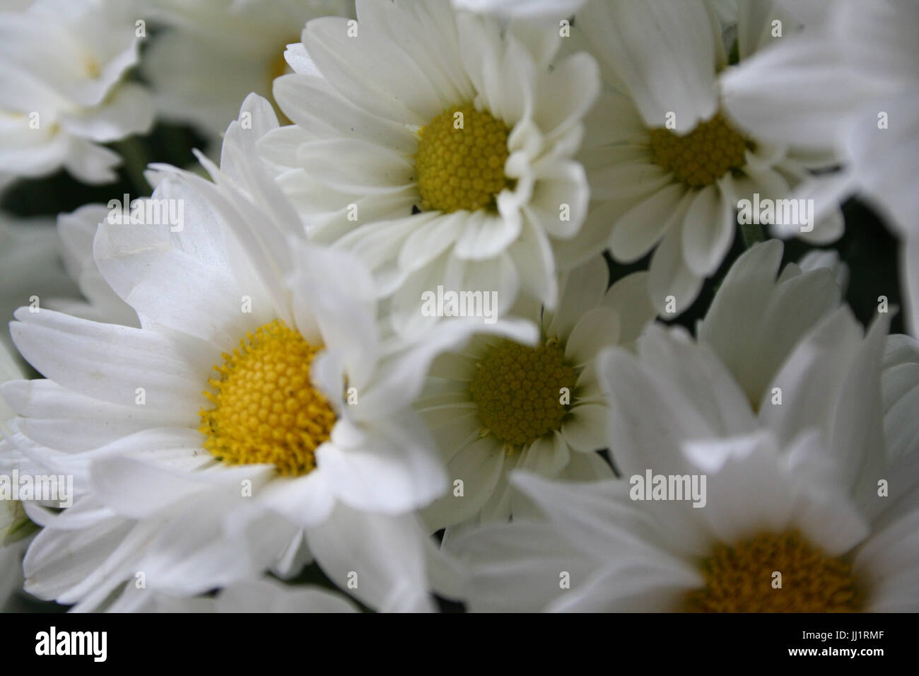 Margarida, Flower, São Paulo, Brazil Stock Photo - Alamy