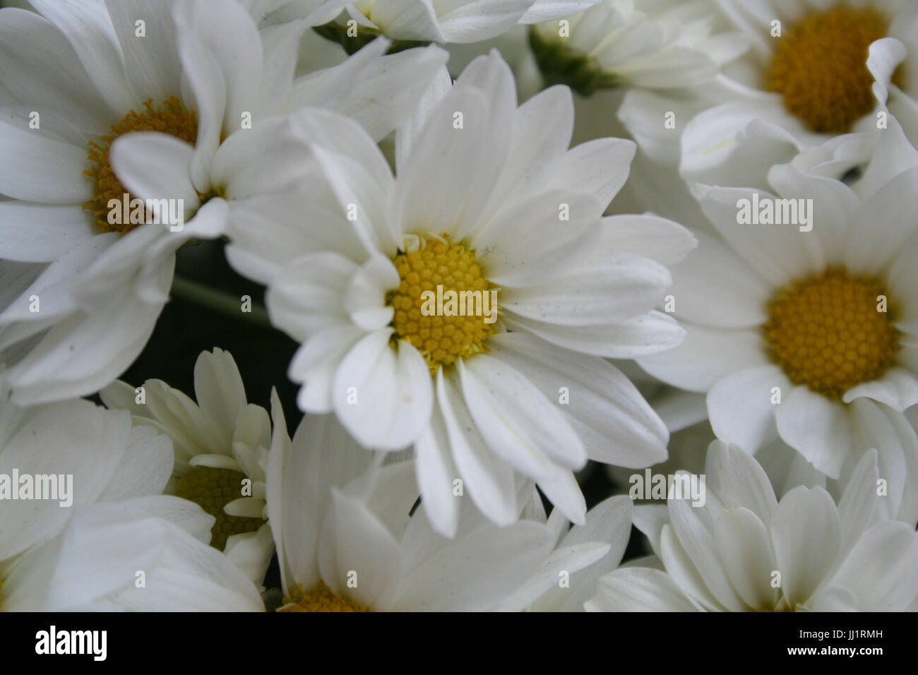 Margarida, Flower, São Paulo, Brazil Stock Photo - Alamy