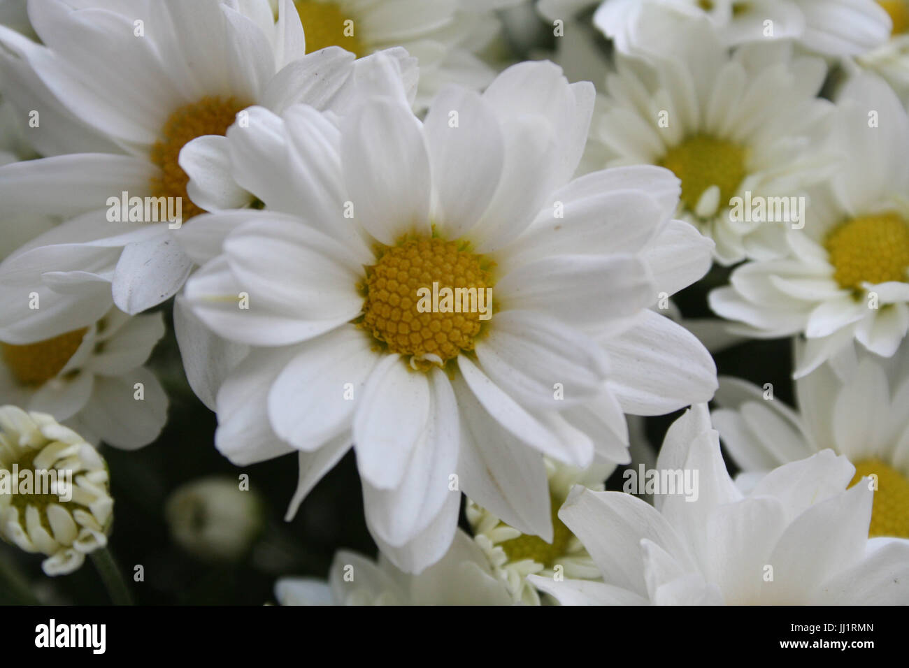 Margaridas hi-res stock photography and images - Alamy