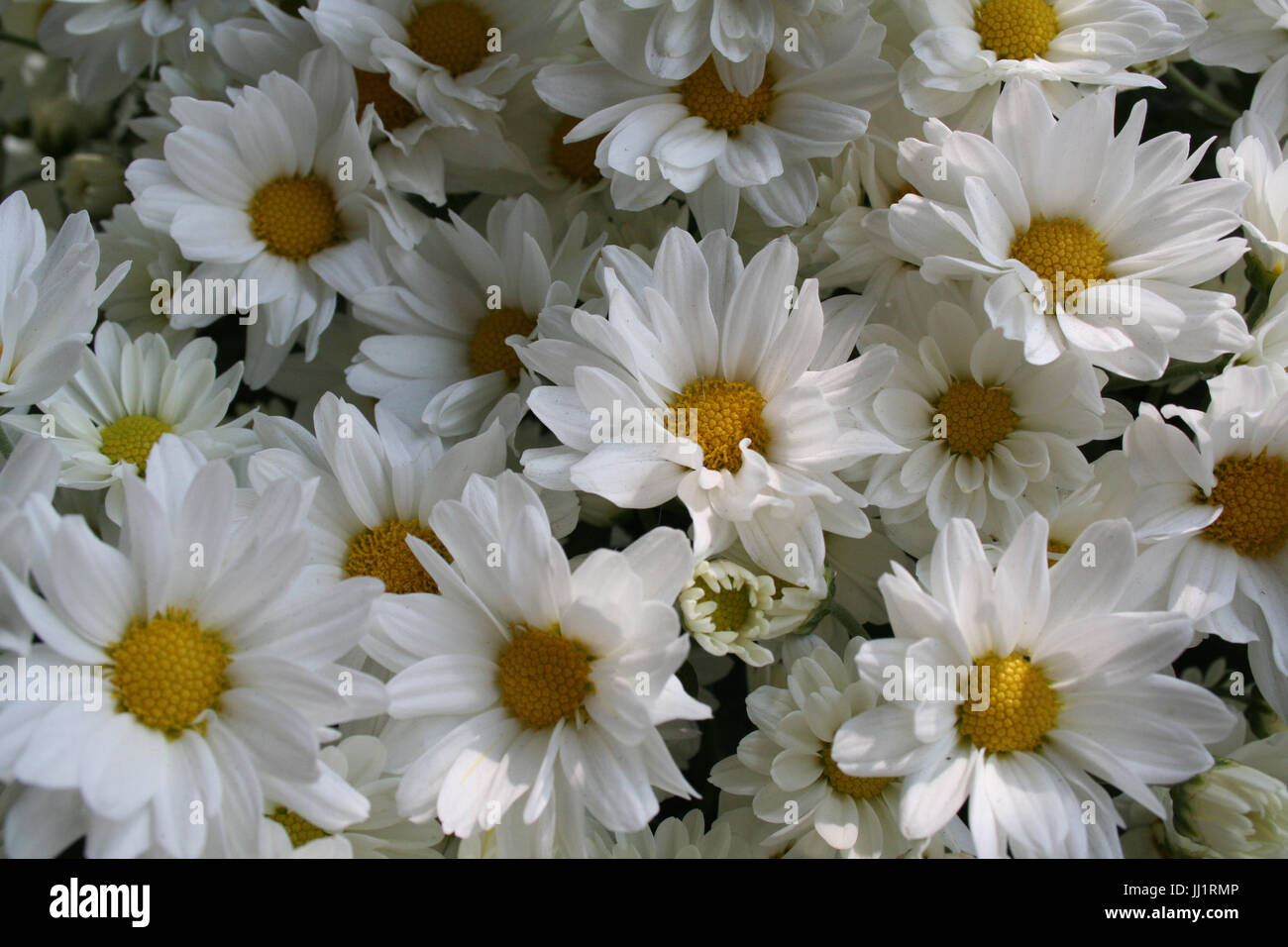 Flor margarida hi-res stock photography and images - Alamy