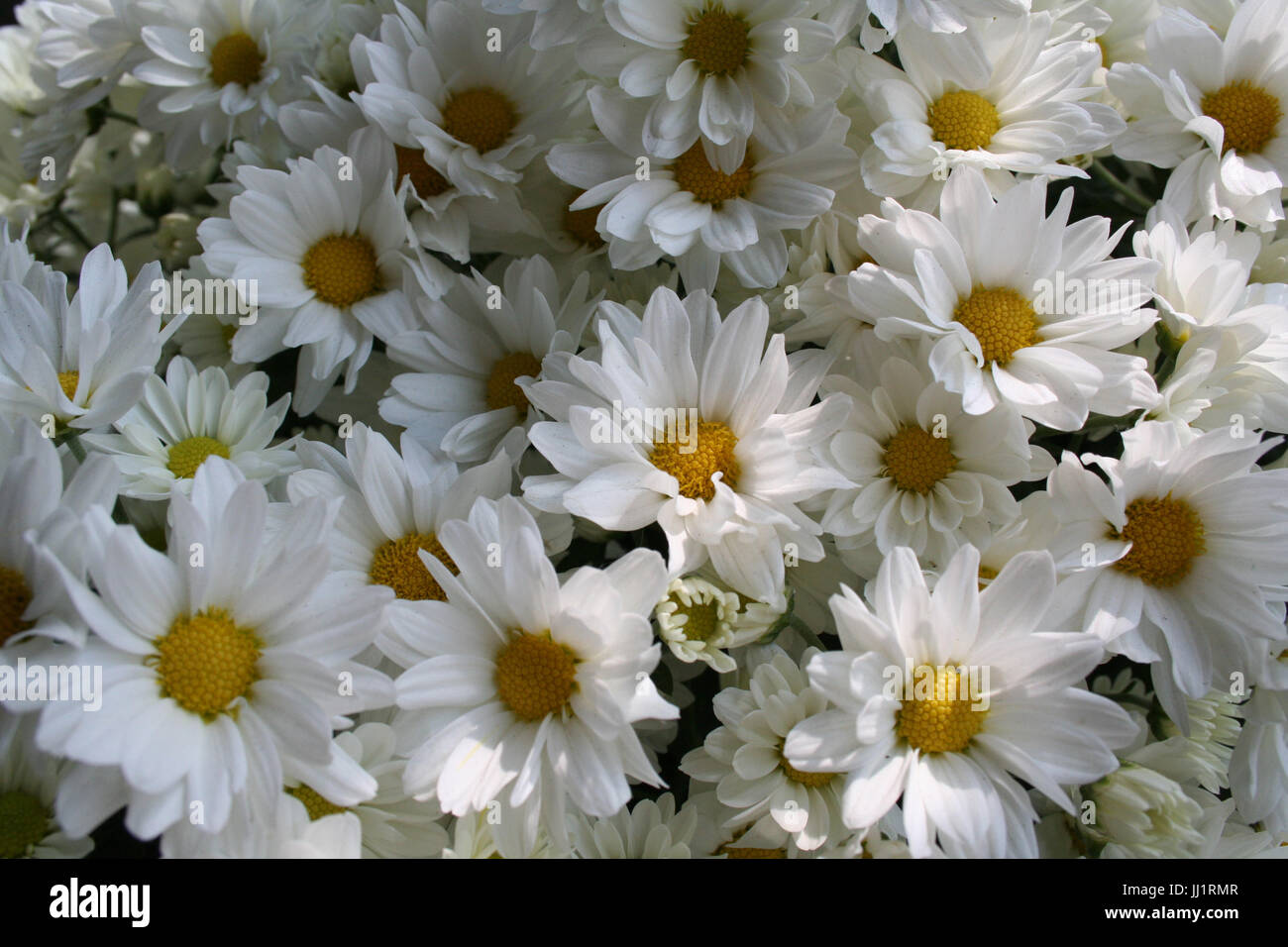 Margarida, Flower, São Paulo, Brazil Stock Photo - Alamy