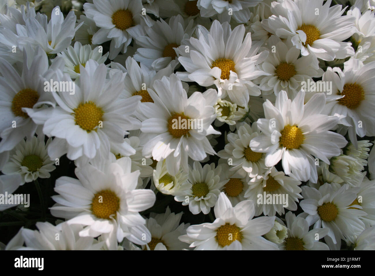 Margarida, Flower, São Paulo, Brazil Stock Photo - Alamy