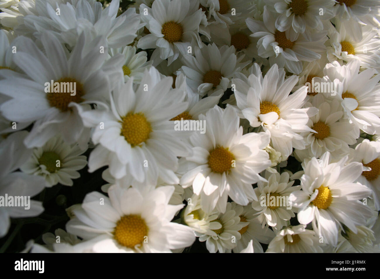 Margarida, Flower, São Paulo, Brazil Stock Photo - Alamy