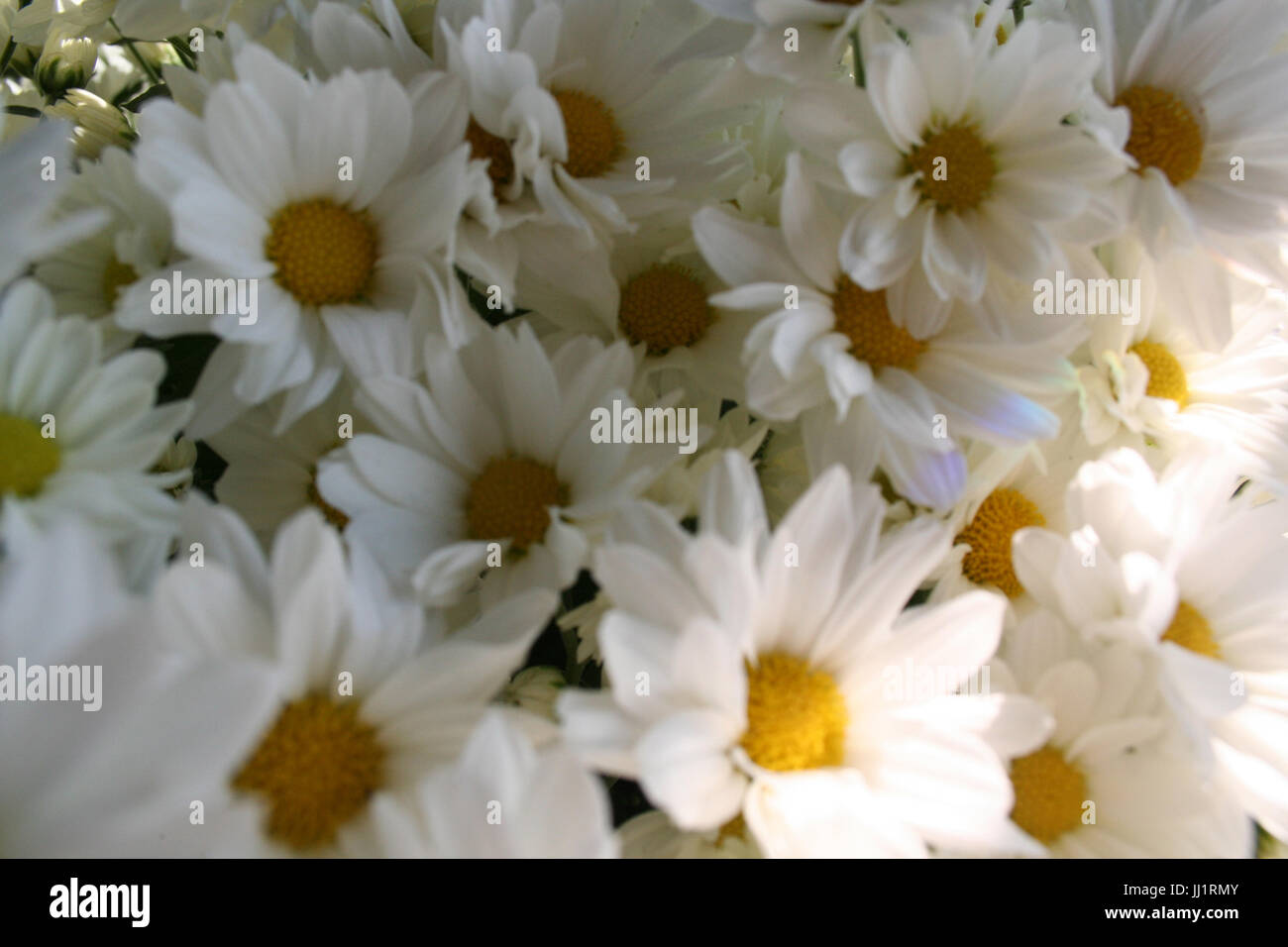 Flor margarida hi-res stock photography and images - Alamy