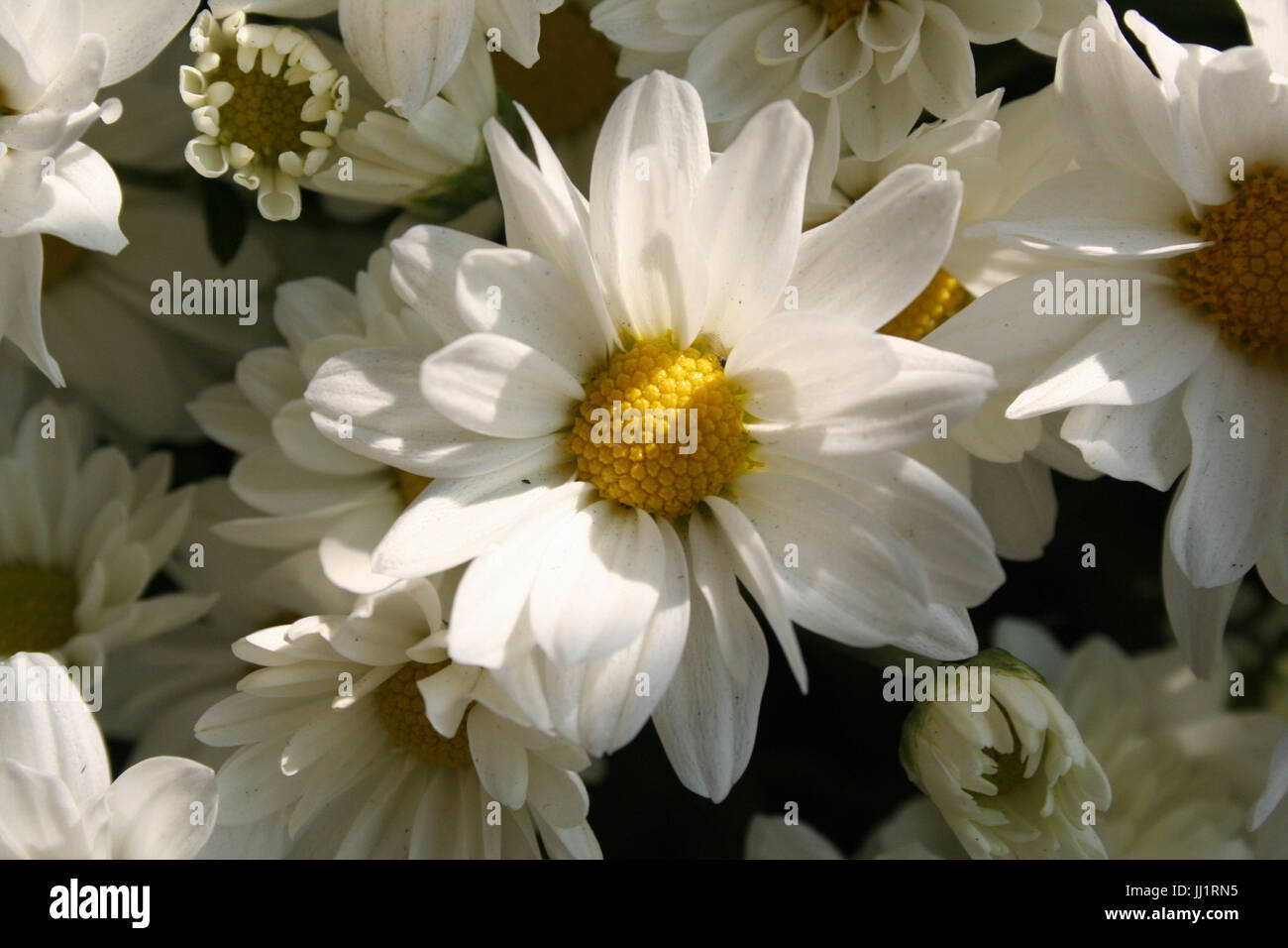 Margarida, Flower, São Paulo, Brazil Stock Photo - Alamy