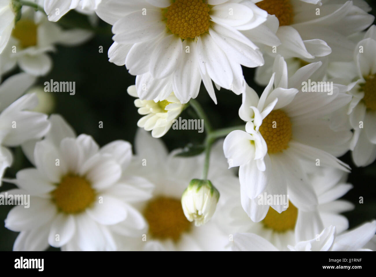 Margarida, Flower, São Paulo, Brazil Stock Photo - Alamy