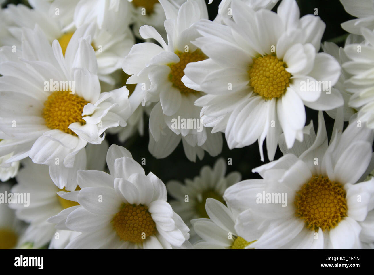 Flor margarida hi-res stock photography and images - Alamy