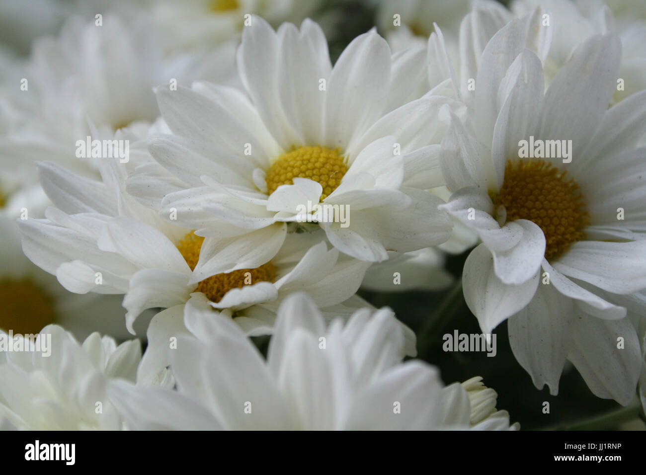 Flor margarida hi-res stock photography and images - Alamy