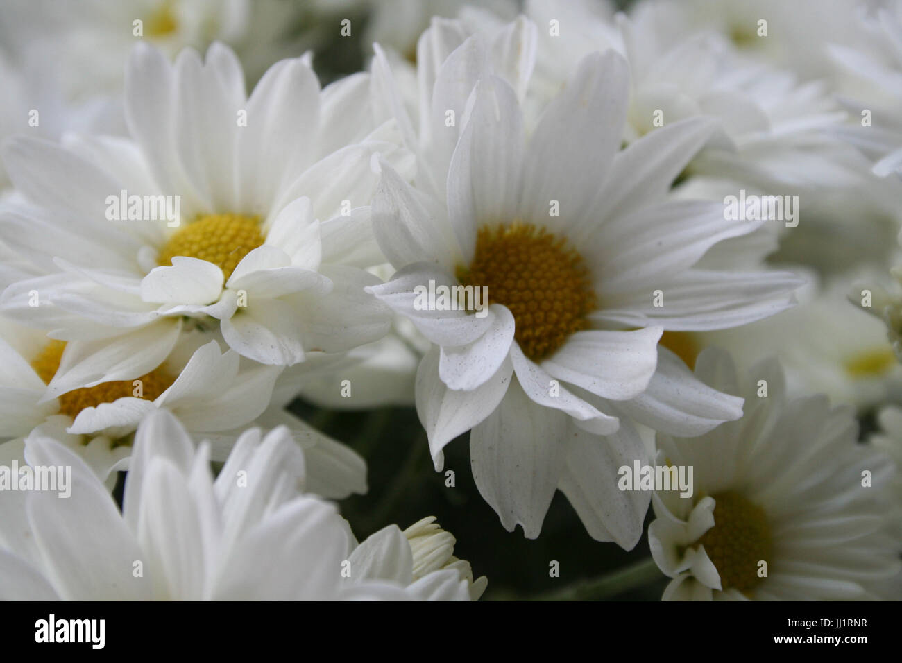 Margarida, Flower, São Paulo, Brazil Stock Photo - Alamy