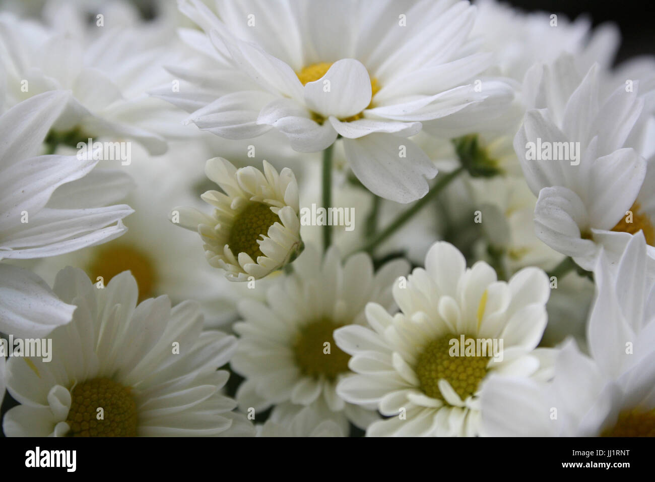 Margarida, Flower, São Paulo, Brazil Stock Photo - Alamy
